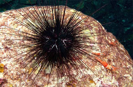 Bulu Babi, Hewan Berduri dengan Gigi Perkasa | RE Tawon