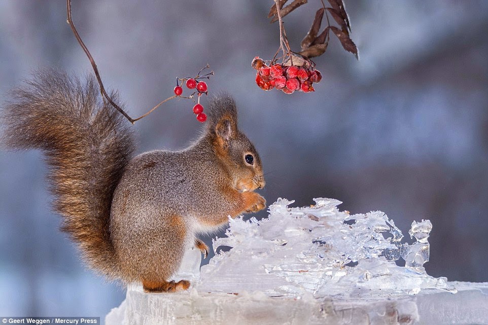 White Wolf : 10 Stunning pictures capture beauty of red squirrels in ...