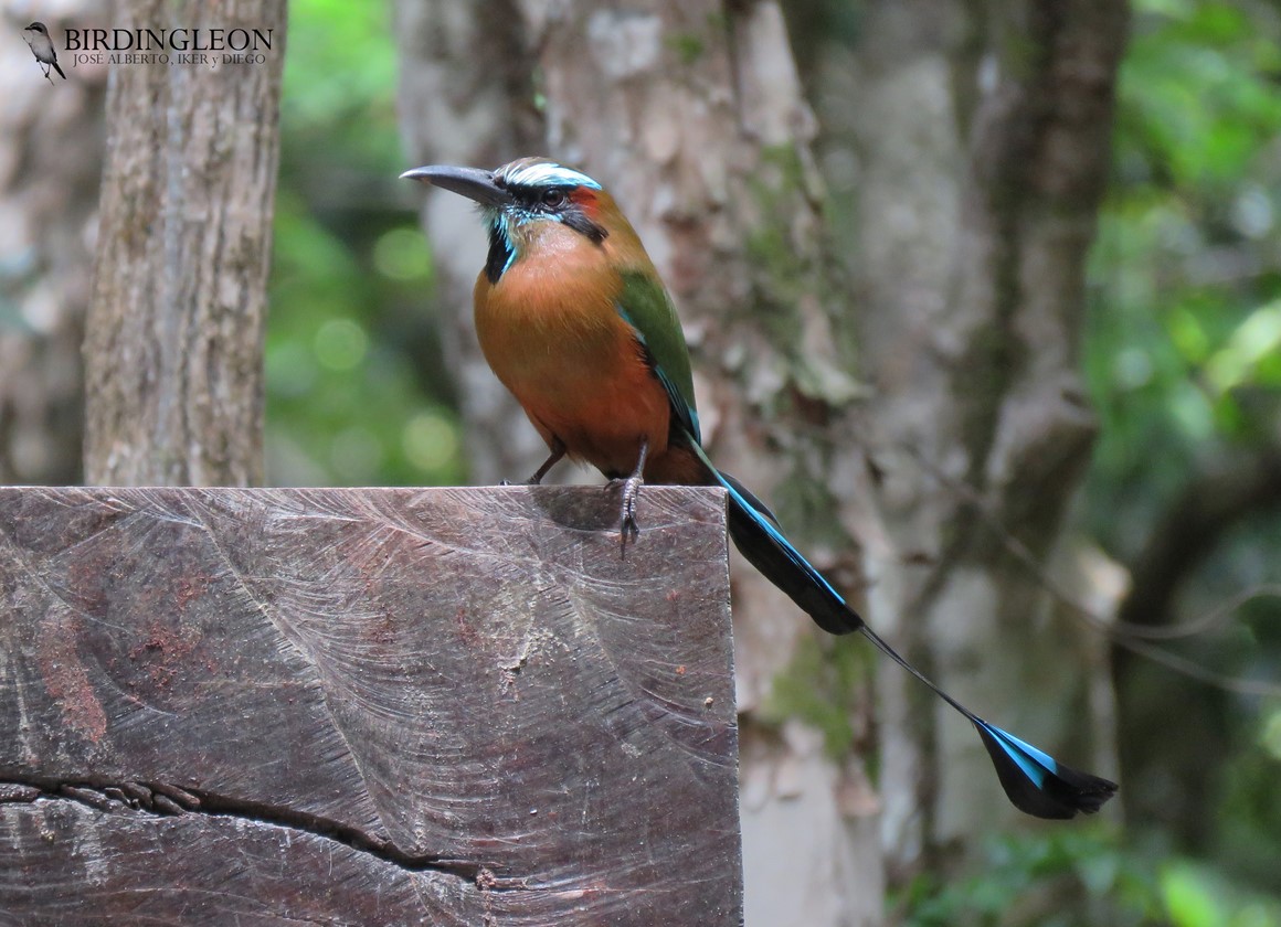 BIRDINGLEON: RIVIERA MAYA: "La leyenda del PÁJARO TOH"