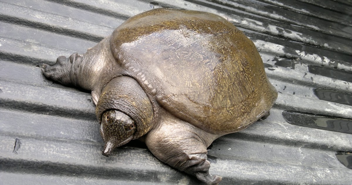 Tajau Belah: Labi-labi