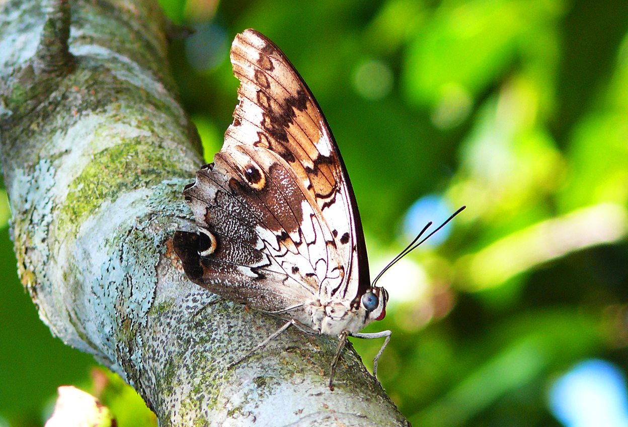 Borboletas e Mariposas: Prepona pylene Hewitson, [1854]
