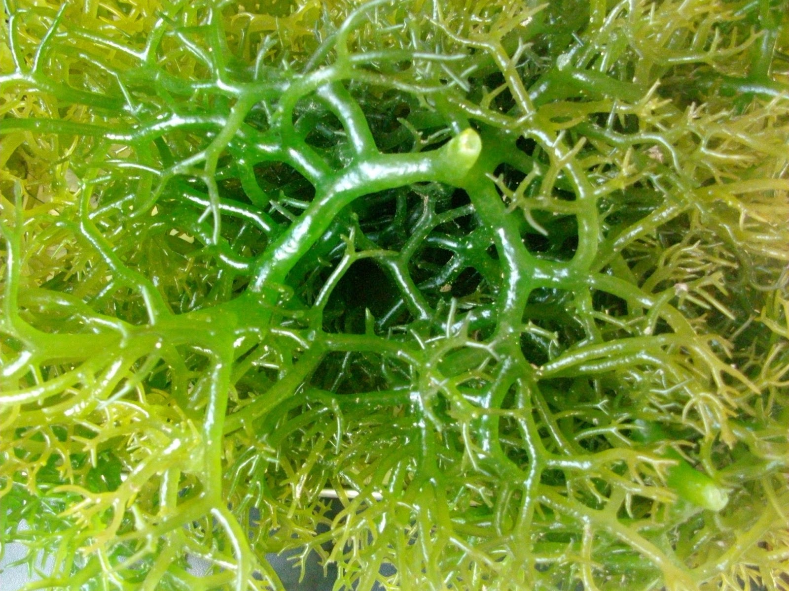 Rumput Laut Template Google Slide Dan Powerpoint Ppt Gratis Pngtree - Riset