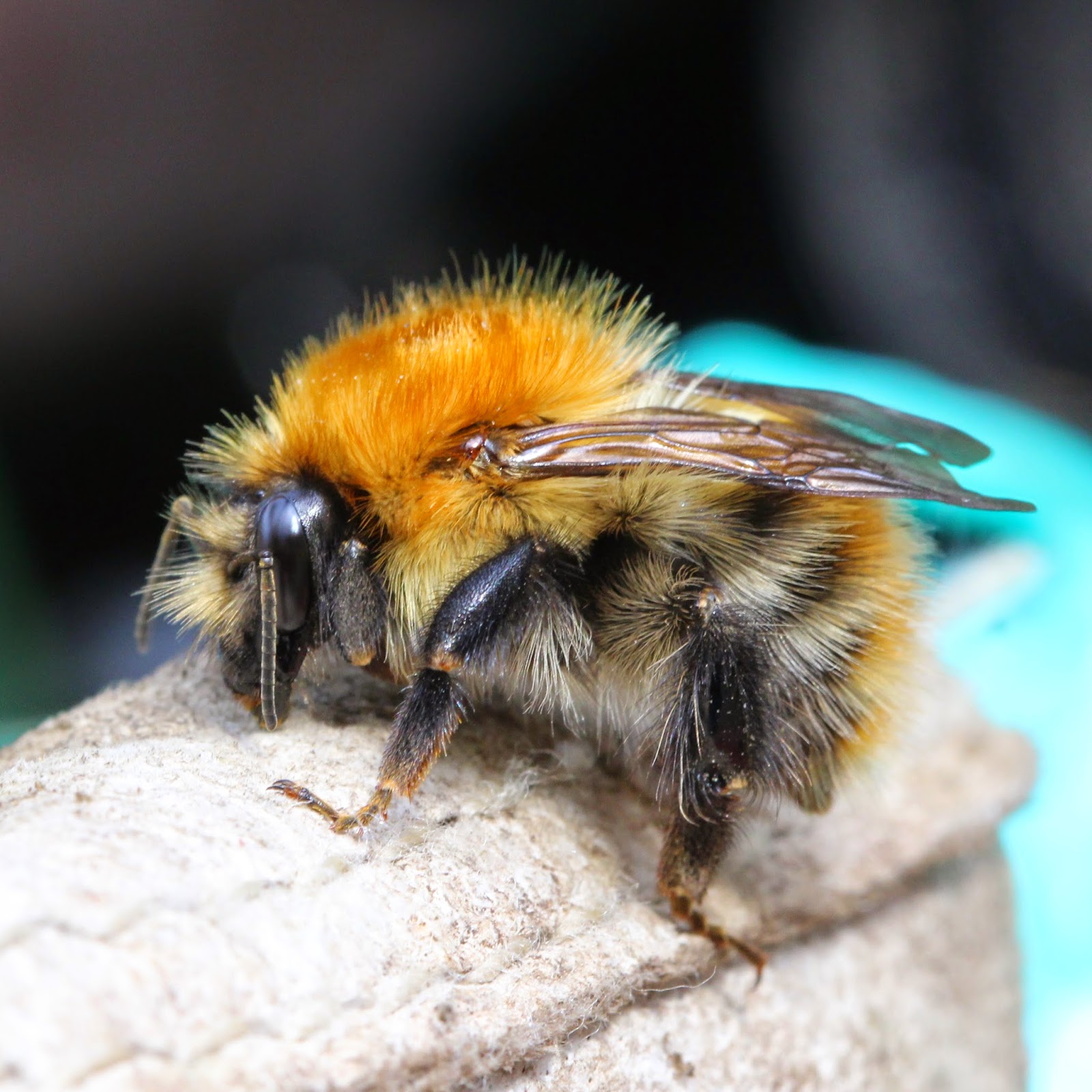 TrogTrogBlog: Common carder bee
