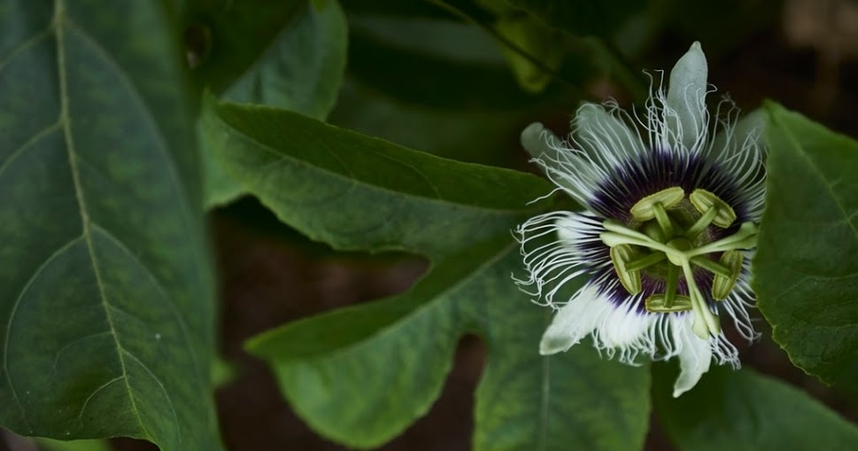 A life of a biologist: Plant-derived Fruits Present in the Philippines ...