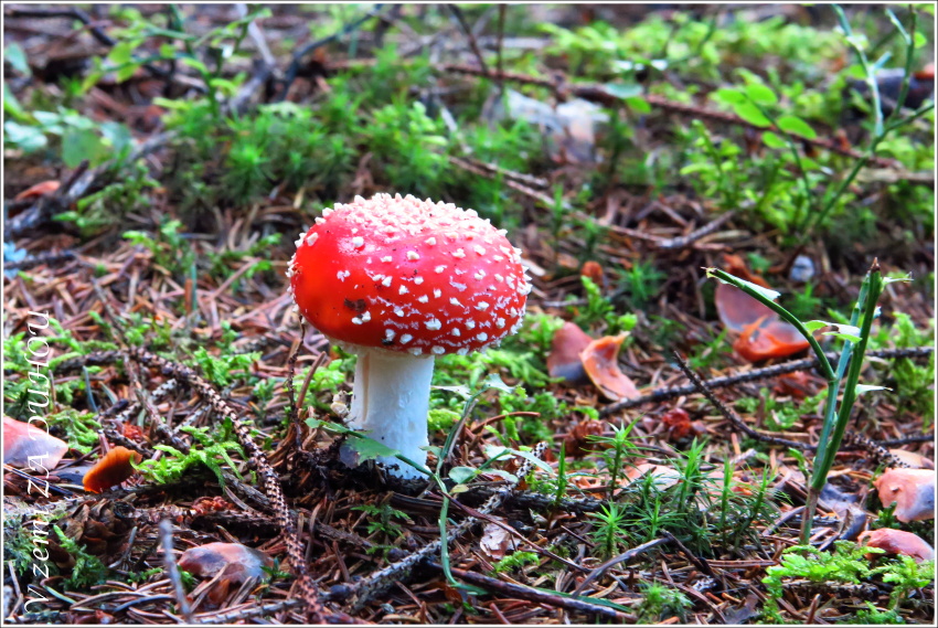 V zemi ZA DUHOU...: Poetika v lese... aneb mech všude, kam se podíváš