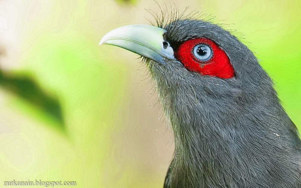 Zul Ya - Birds of Peninsular Malaysia: Black Bellied Malkoha V13