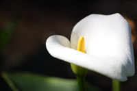 Image Gallary: arum flower
