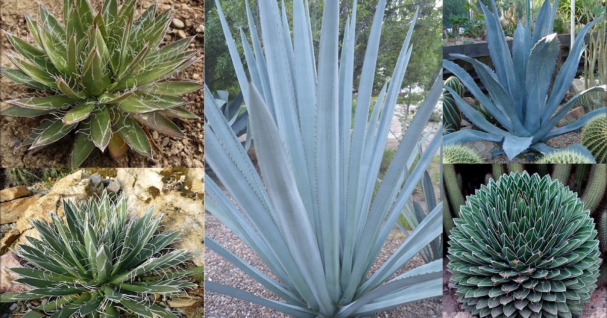 12+ Popular Agave Species and Varieties