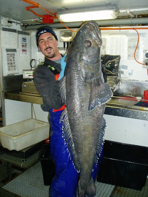 Big Fishes of the World: PATAGONIA TOOTHFISH (Dissostichus eleginoides)