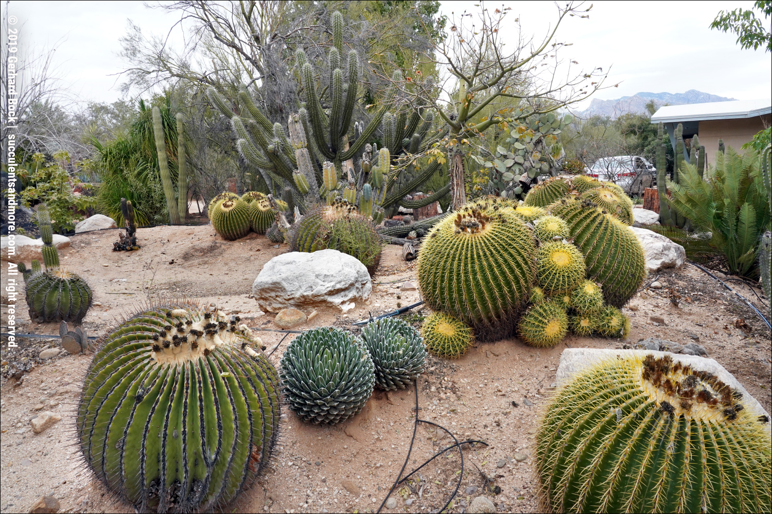 Bach's Cactus Nursery in Tucson on a chilly winter day