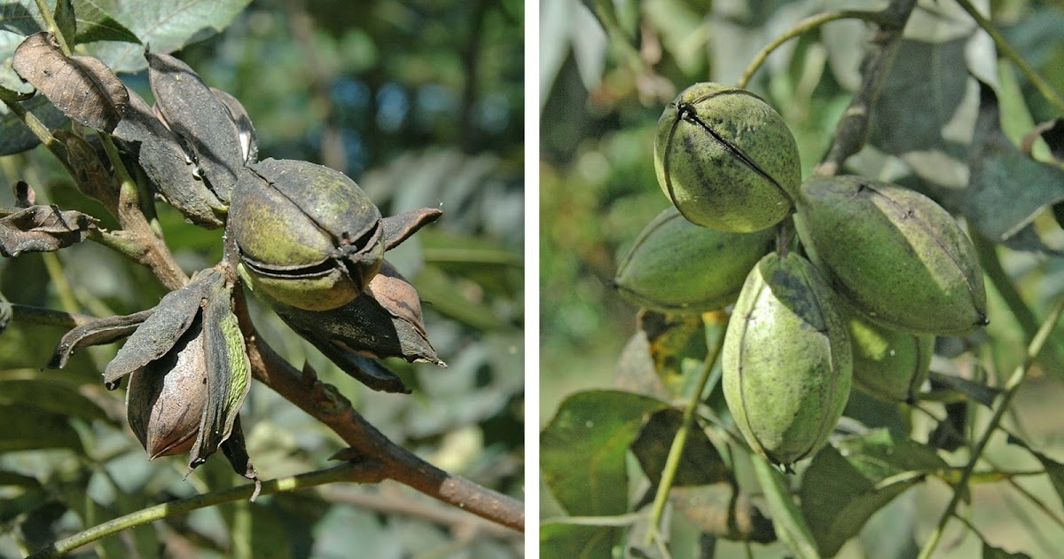 Northern Pecans: When is shuck split?