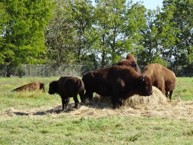 Walkabout With Wheels Blog: A Visit to Afton's Buffalo Ranch