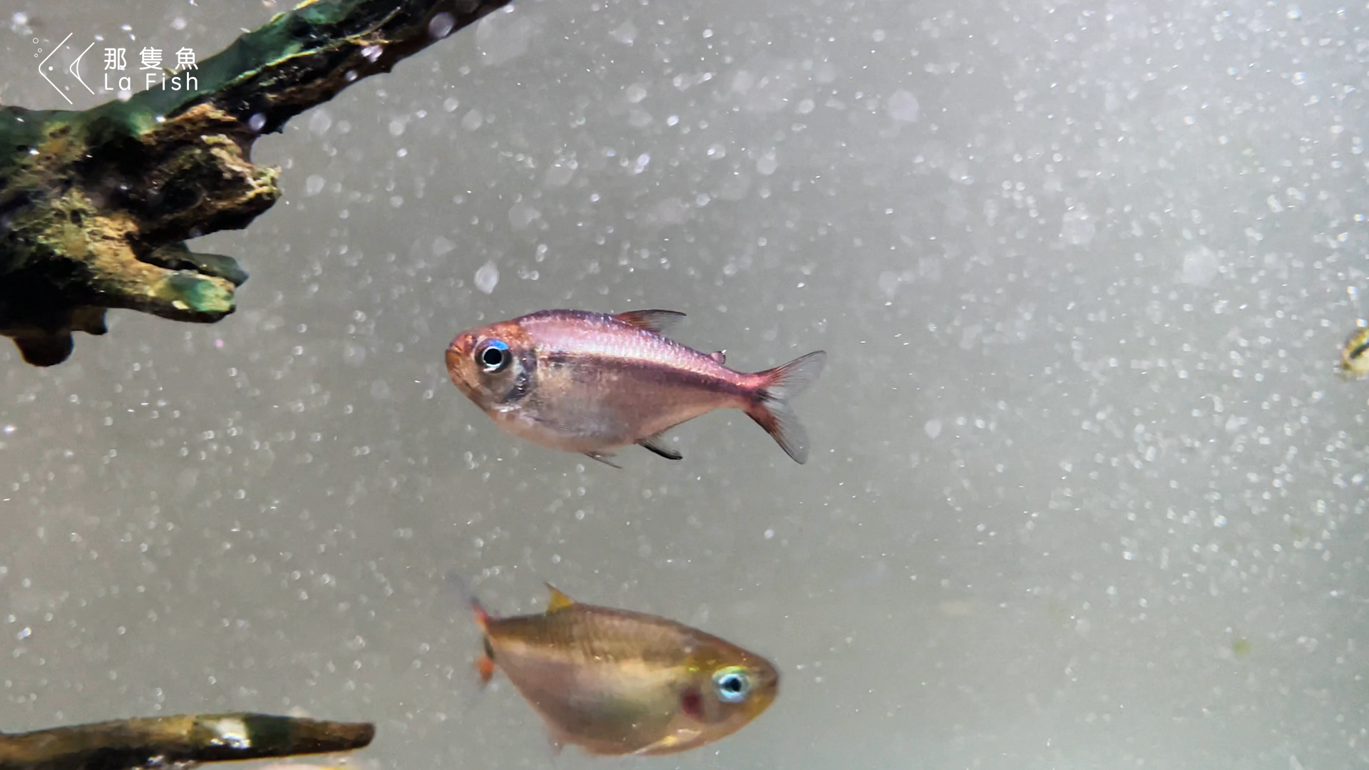 紅月可卡燈 Moenkhausia rubra