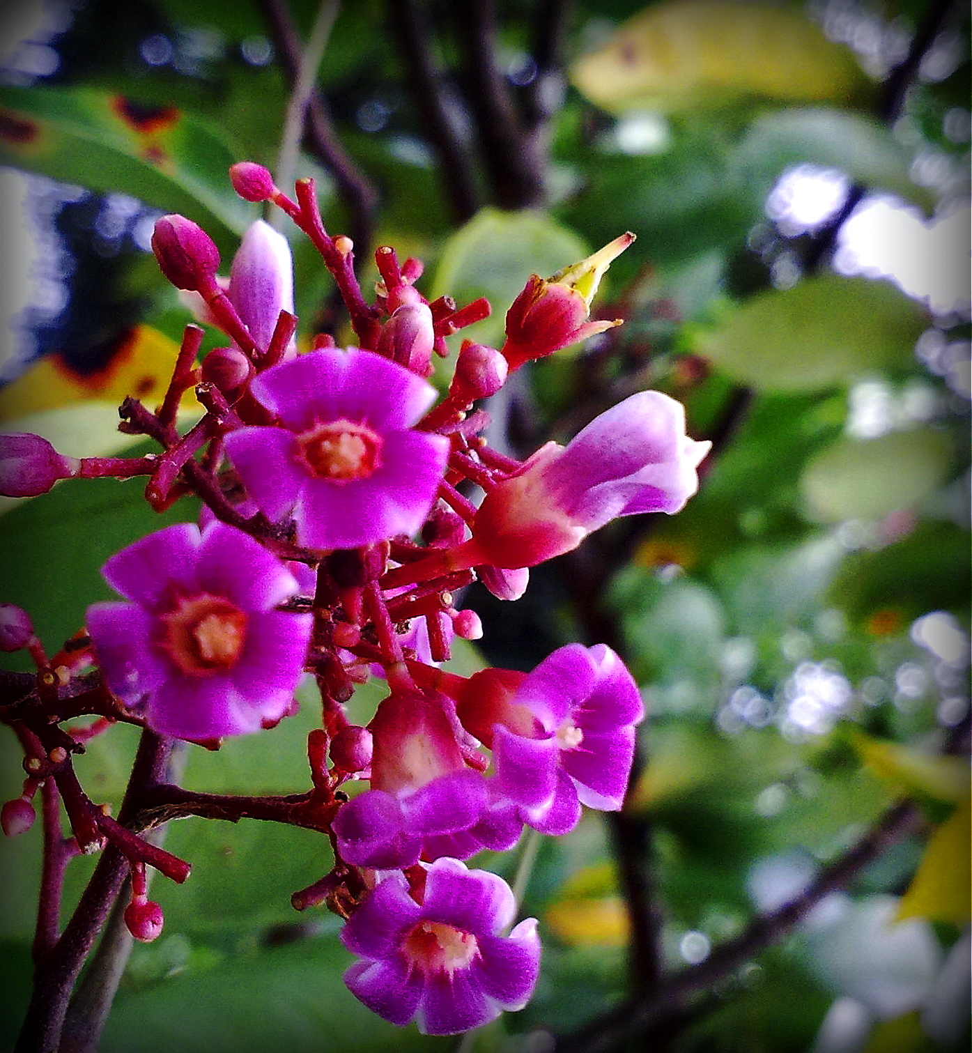 Bunga Desa Pelbagai Warna & Rupa - Relaks Minda