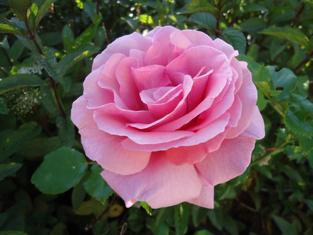 Lavendels Blomster Blog: Roser - roser - roser