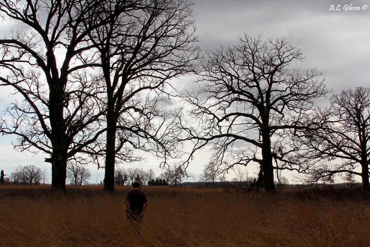 The Buckeye Botanist: Early Spring on Daughmer Savanna