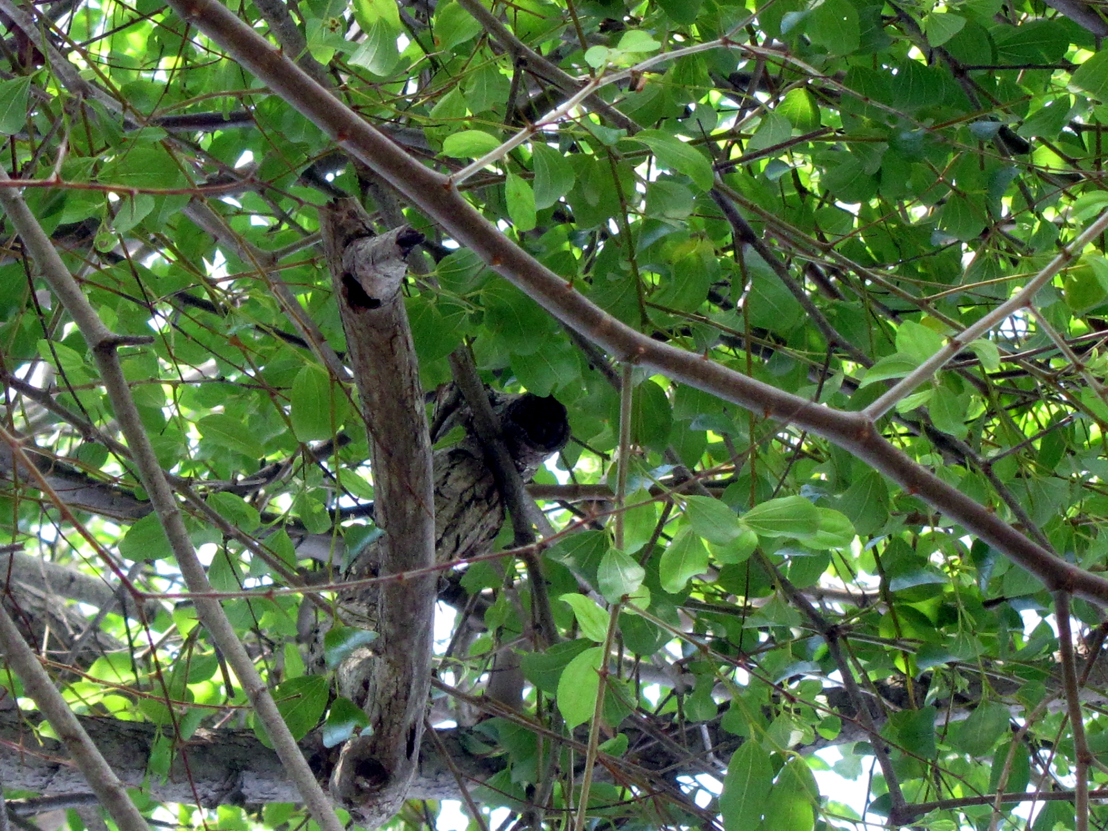 Hiking Curaçao - Flora and Fauna: Appeldam fruit