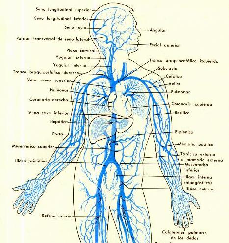 Med's08 Pro o.1: Drenaje venoso miembro inferior(version descargable)