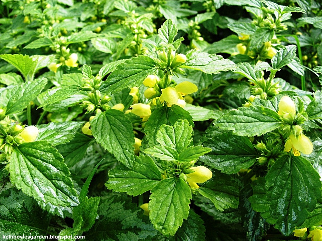 Kelli's Northern Ireland Garden: Weed or Wildflower
