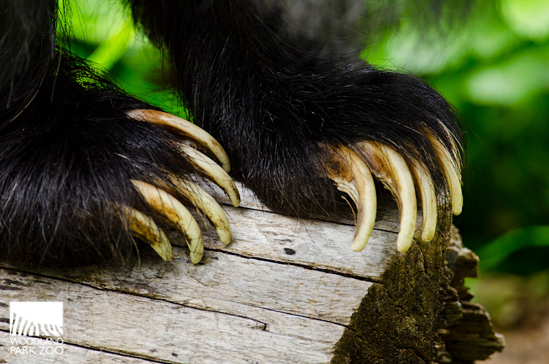 Checking in with the sloth bear cubs
