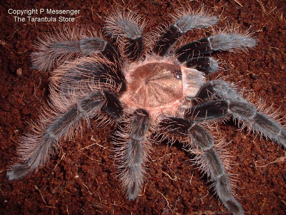 Diary of a Mad Pet Enthusiast: Species of the Day: Curlyhair Tarantula