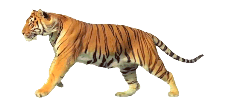 EKOGEO: SPECIES HARIMAU DI DUNIA
