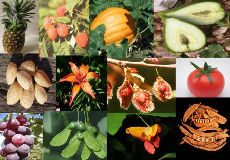 MCQ on Angiosperms Fruits