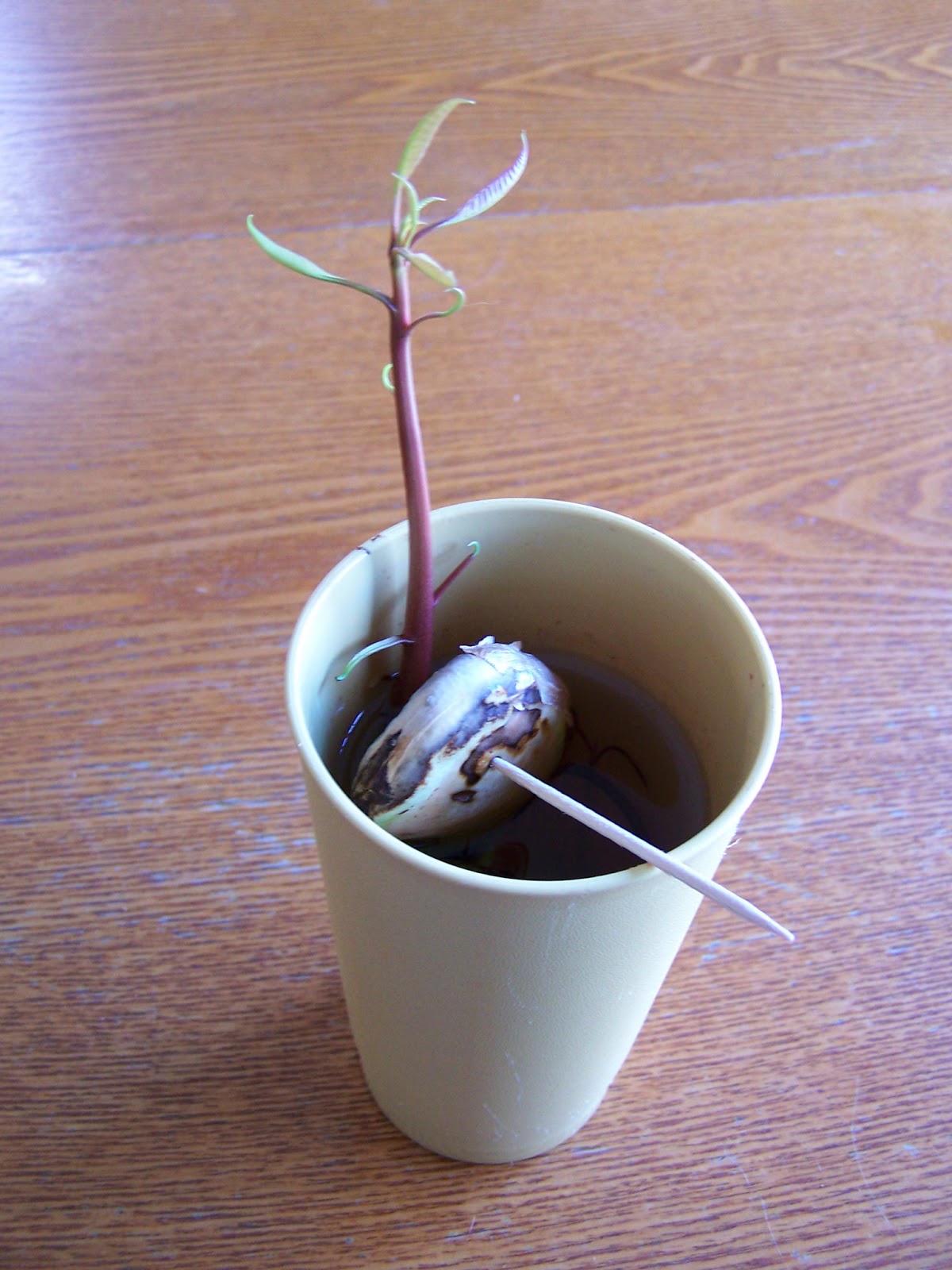 Chez Lannis: The Mango Sprout