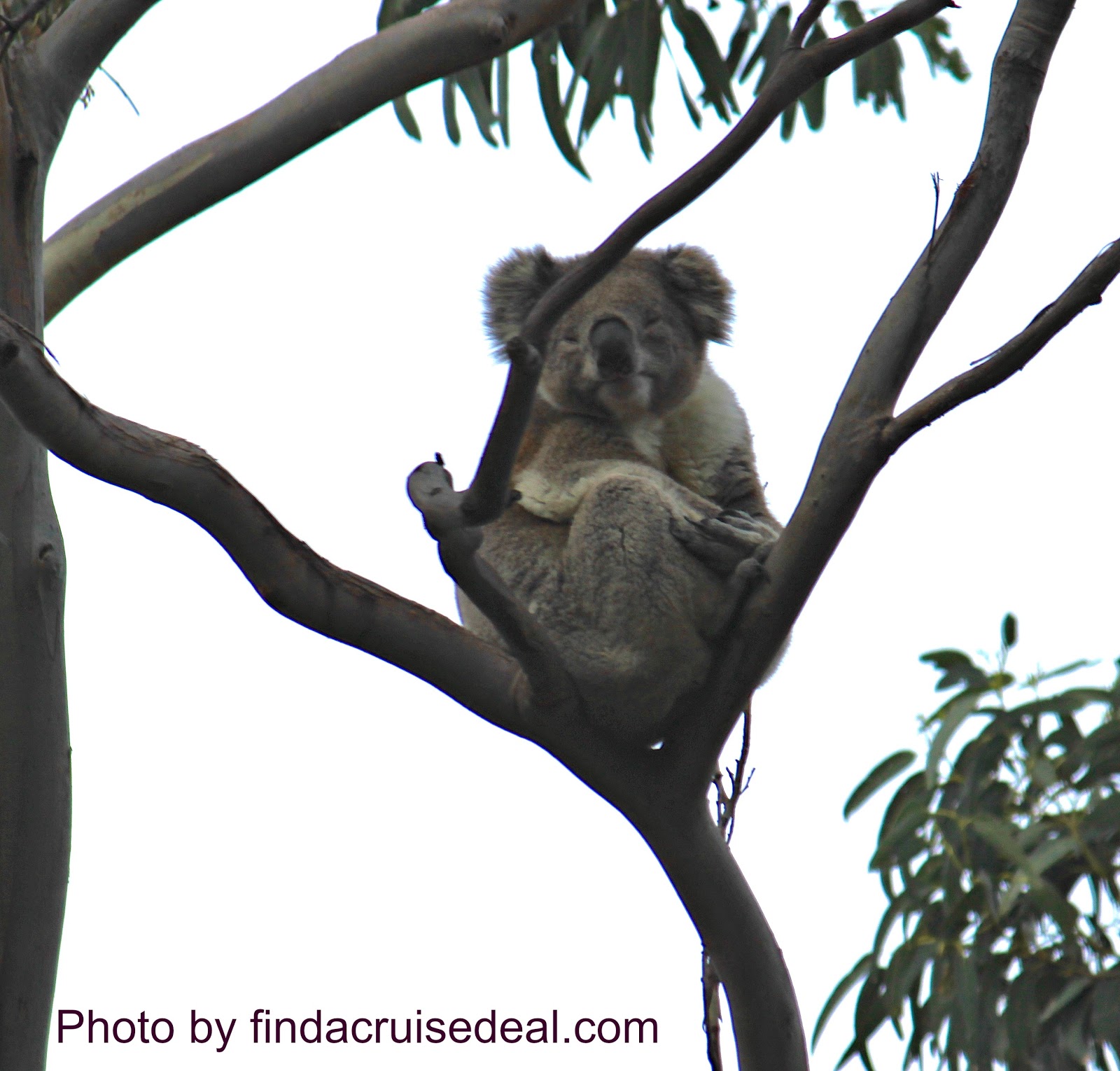 Carl's Cruise Capers and Travel Tips