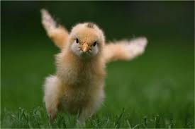 Mundo Animal: Pollitos