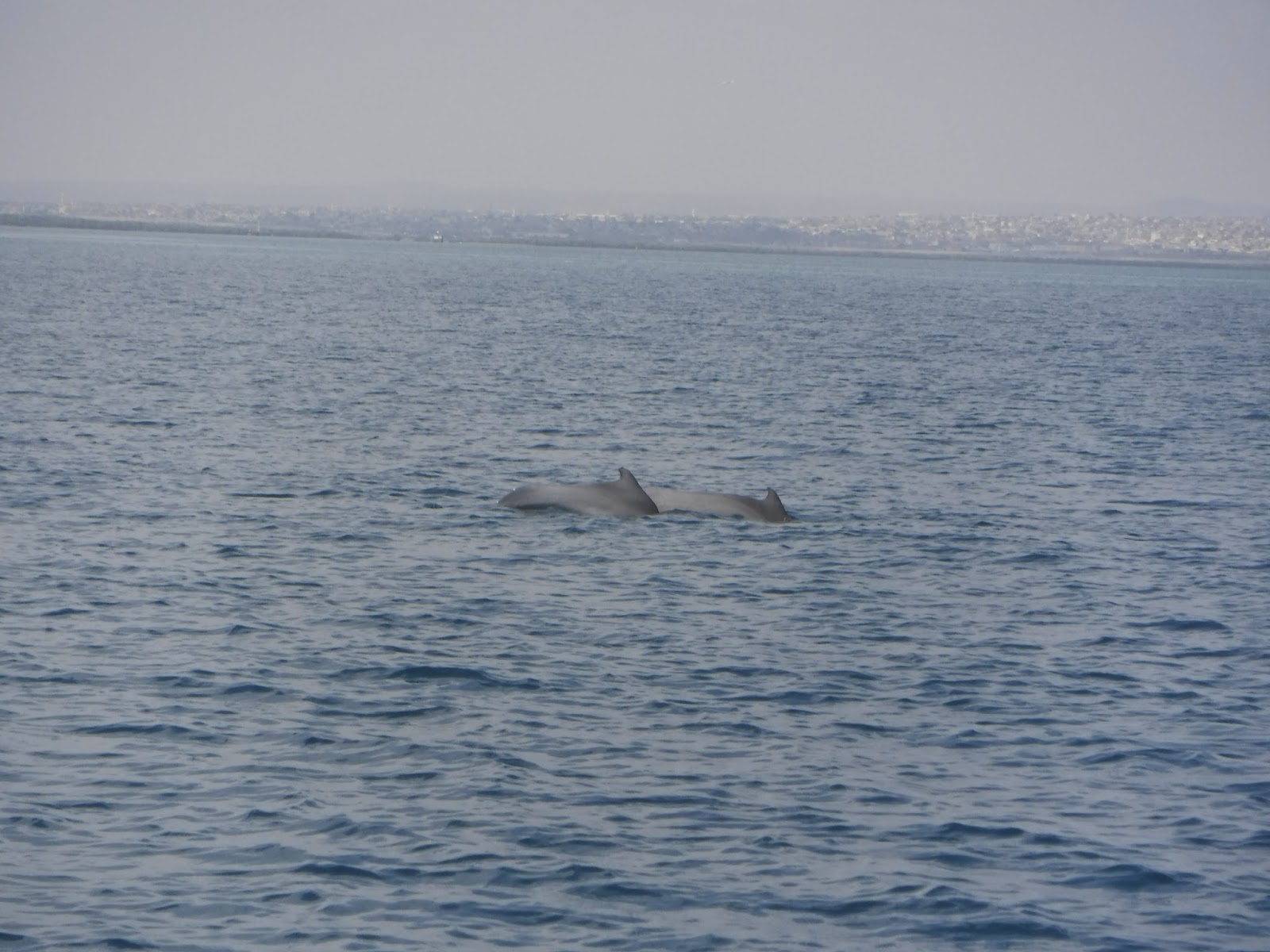 Parenthèse à Djibouti: L'île de Maskali