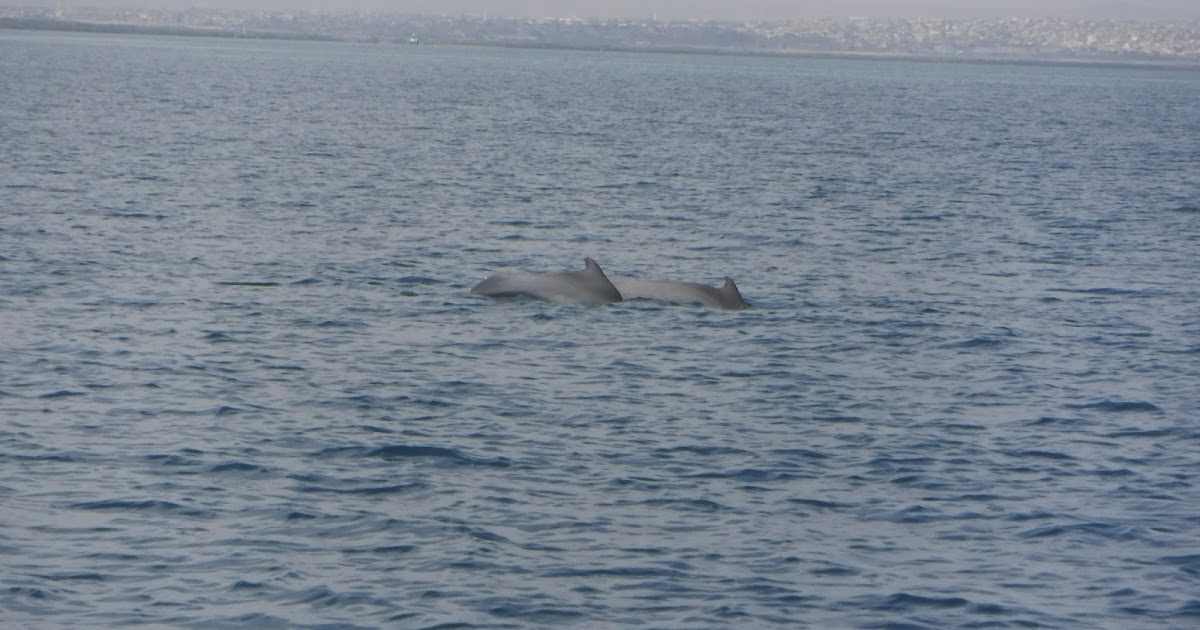 Parenthèse à Djibouti: L'île de Maskali
