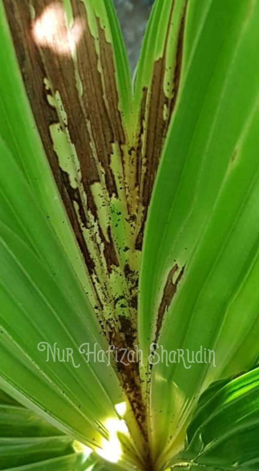 Nur Hafizah Sharudin's Blog: KUMBANG Plesispa reichei PEROSAK YANG ...