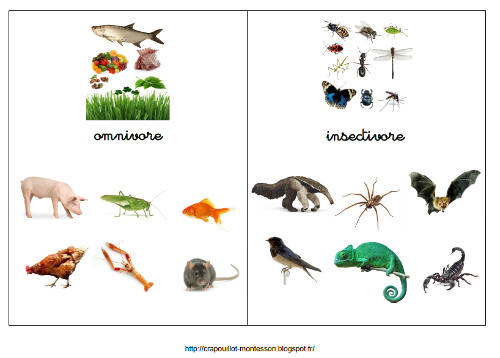 animaux carnivore herbivore omnivore