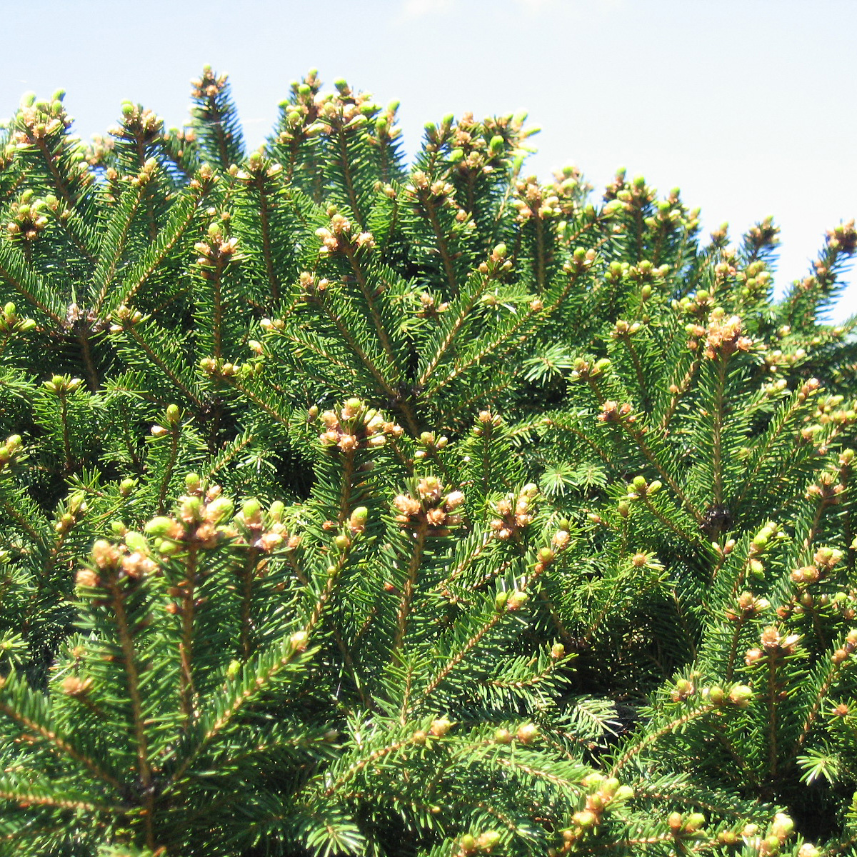 Ερυθρελάτη - Picea Abies ~ ΦΥΤΟΓΝΩΣΕΙΣ