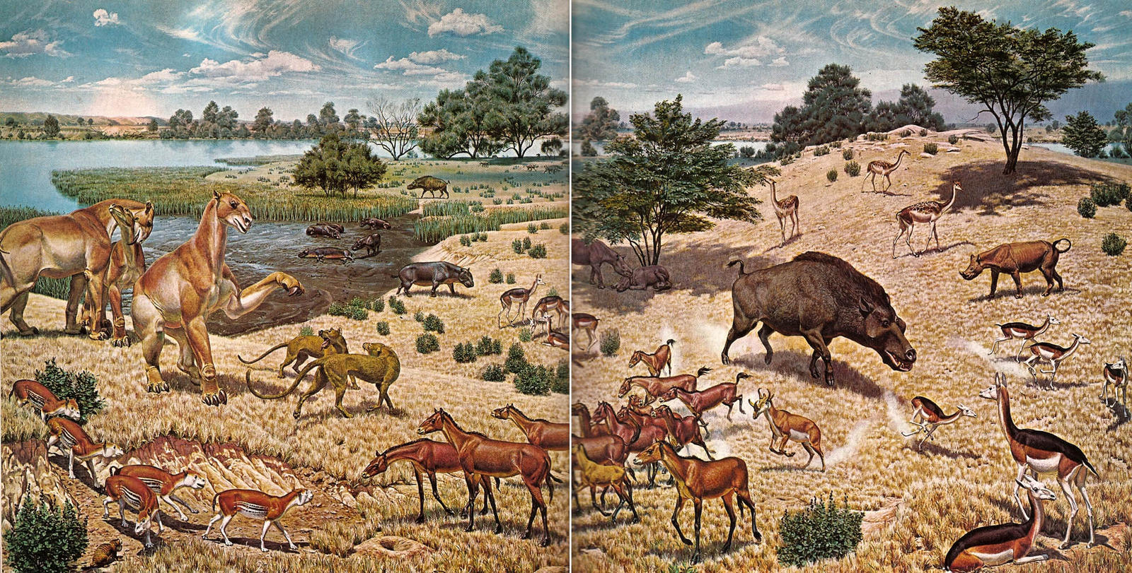 Moropus, Daphoenus, Promerychoerus, Menoceras, Oxydactylus, Stenomylus ...