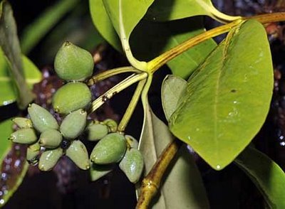 1. Avicennia (Api-Api)