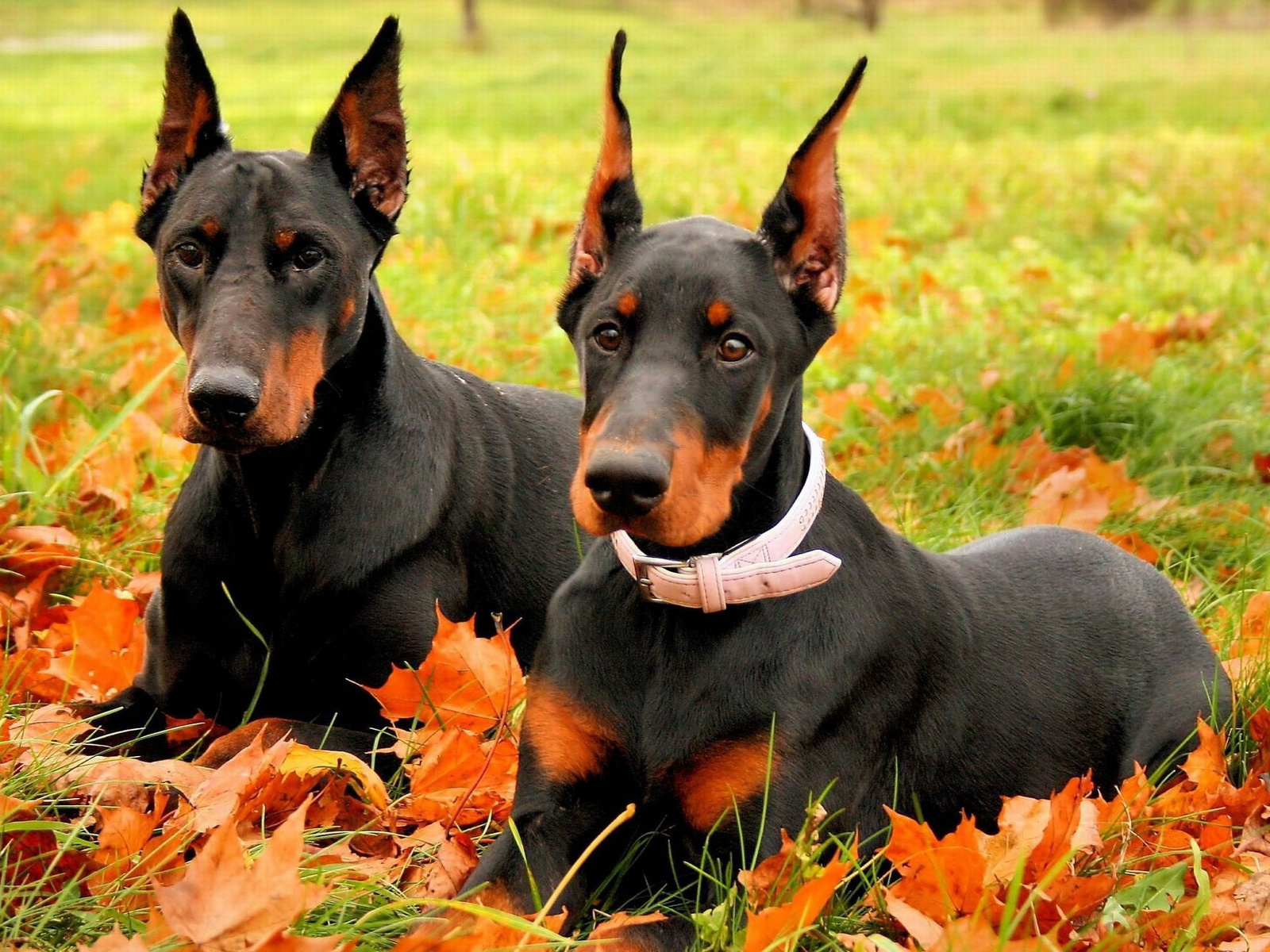 Dos hermosos perros de la raza dóberman en el jardín