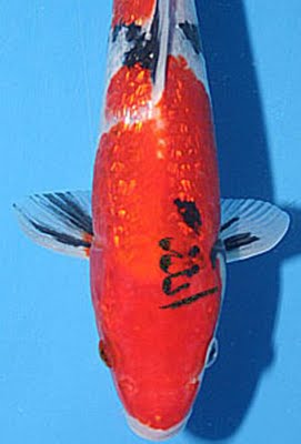 Islam Miracles: Allah Name Formed on beautiful Fish (SubhanAllah)