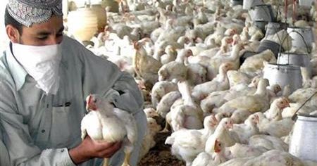 Chicken More Affordable Than Daal in Pakistan?