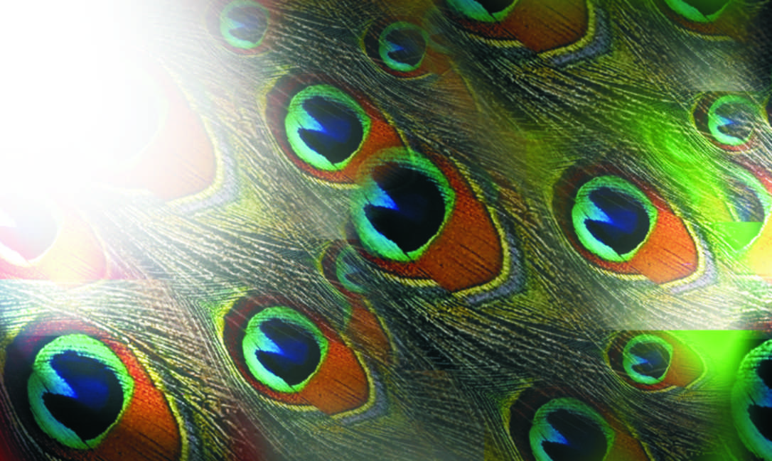 ALL-IN-ONE WALLPAPERS: Mor Pinch Model Visiting Cards Simple