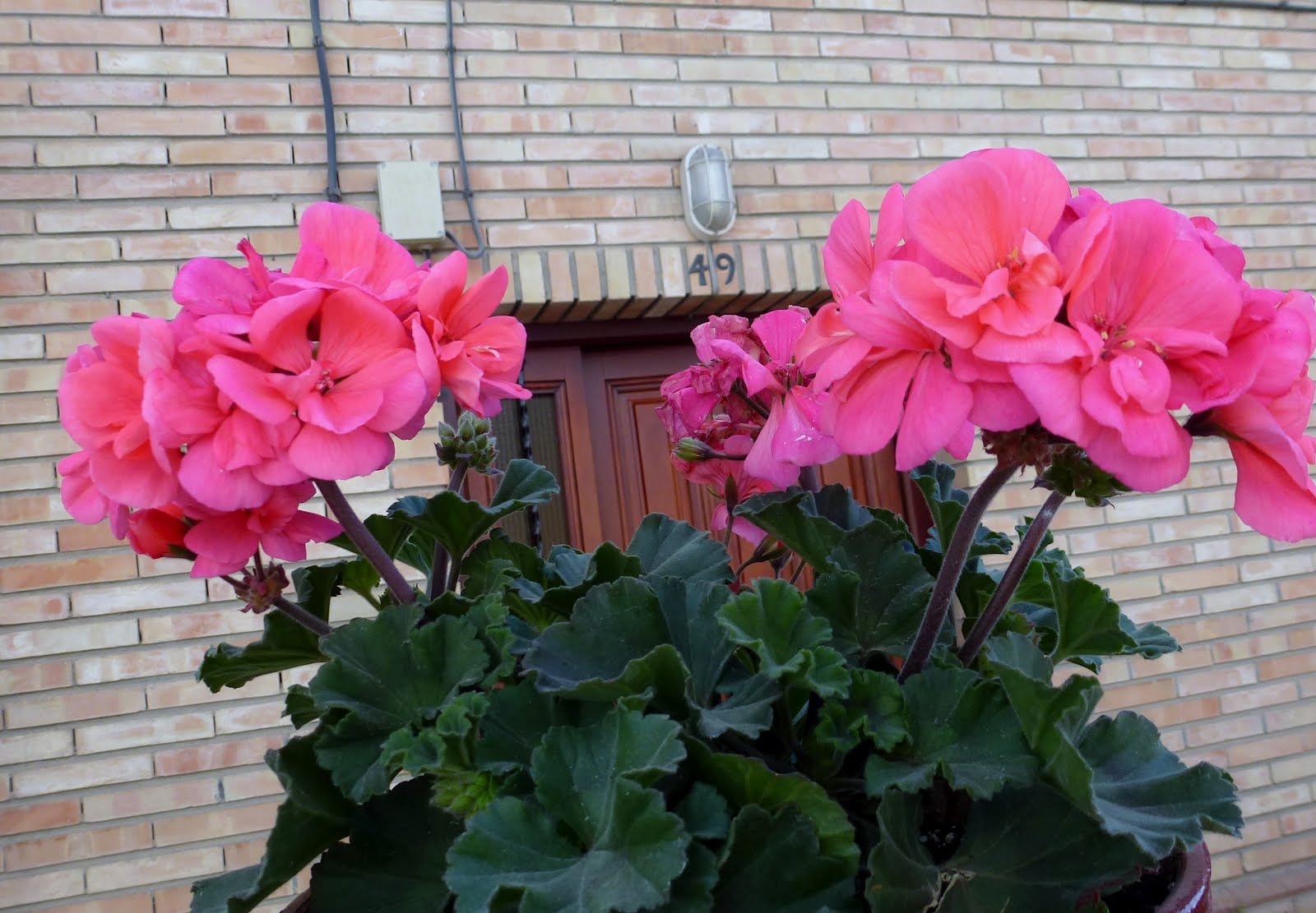 Olvera diary: La primavera ya llegó - Spring has arrived