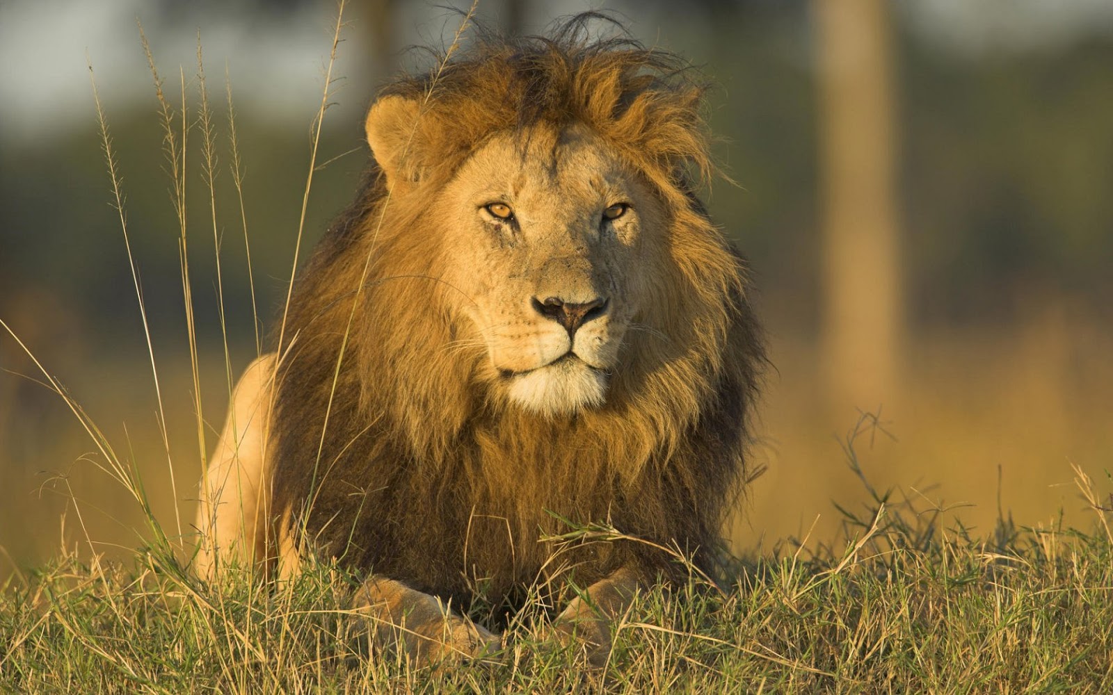 The African Lion | King Of All Animals | Wildlife Of World