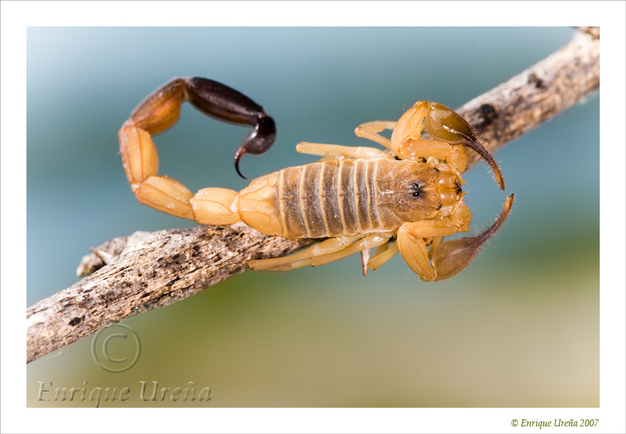 {Reflexión} El Alacrán - ¿Cuál es tu naturaleza?
