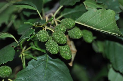 BIODIVERSIDAD COSTA GRANADINA Y...: Aliso, aliso negro (Alnus glutinosa)