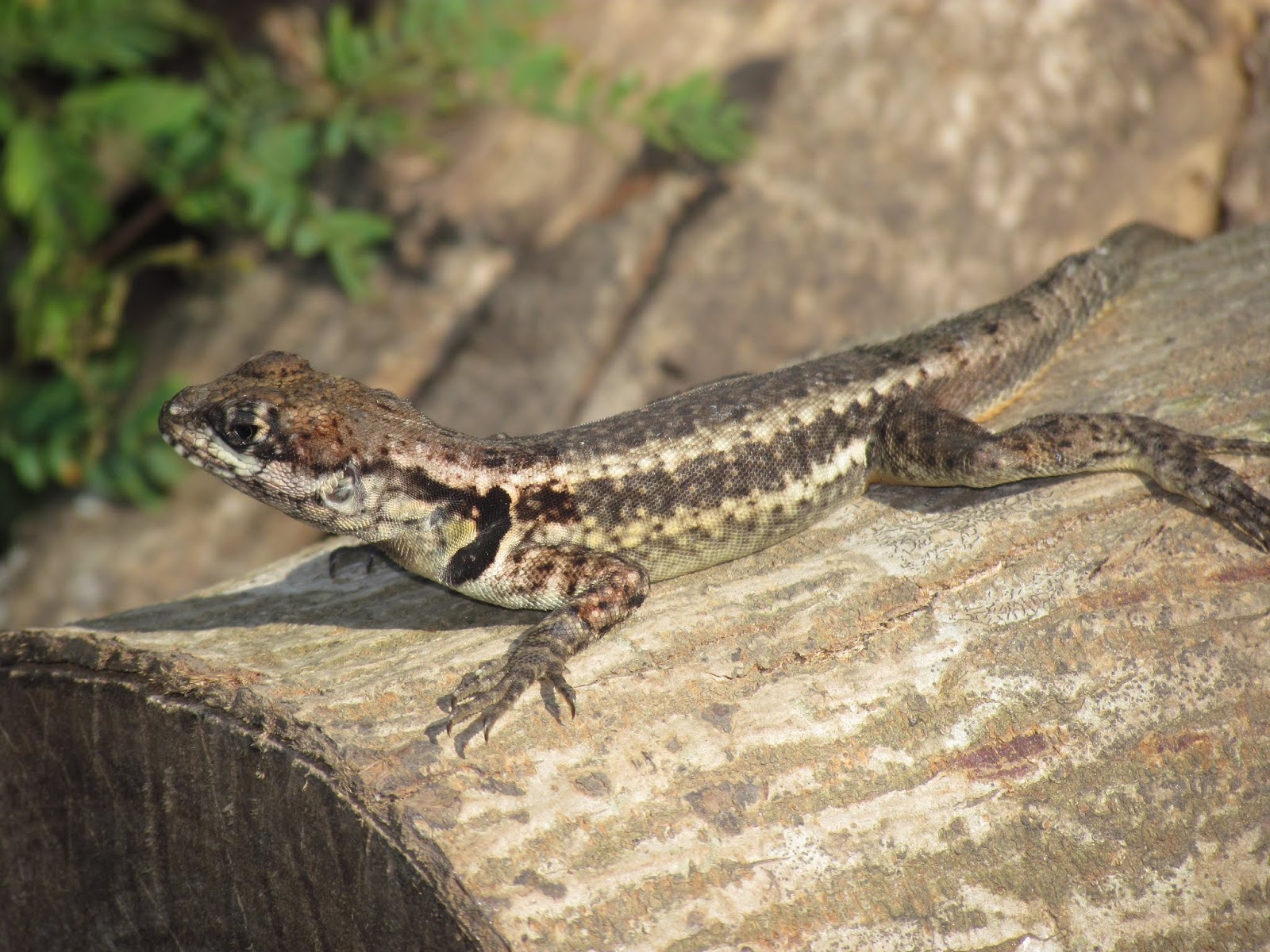 O Blog do Bruno Chaves: Calango (Tropidurus torquatus), parte 3