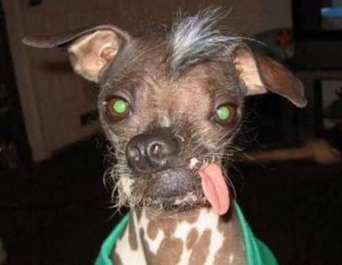 MundoAnimal: Los 44 perros mas horribles del mundo