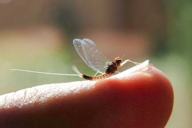 French Flies: Upwinged Flies in the Kitchen