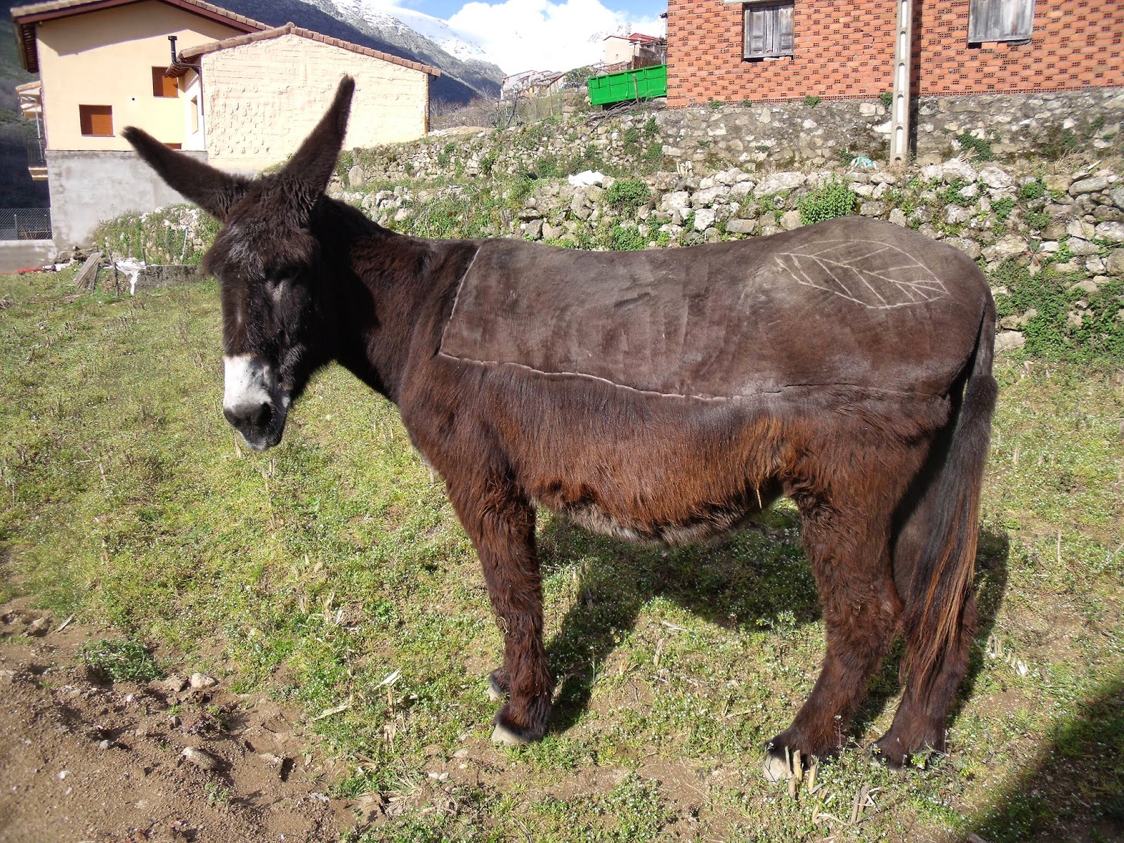 Guijo de Santa Bárbara: Caballos, mulos y burros: La ganadería equina ...