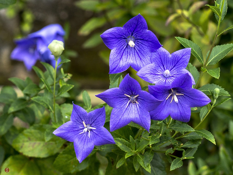 FROM THE GARDEN OF ZEN: Kikyo (Platycodon grandiflorus) flowers in Kaizo-ji